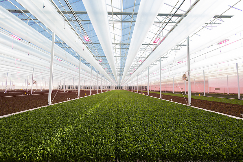 Revol Greens adds artificial intelligence technology to lettuce ...